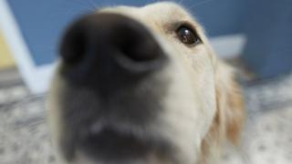 International Dog Day: How much do you know about your furry friends ...