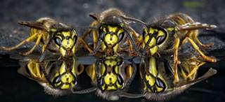 Insects: Check out these amazing super close-up bug photos! - BBC Newsround