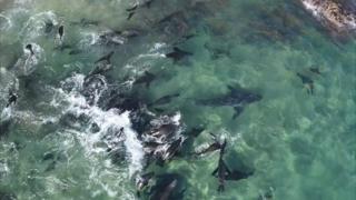 Planet Earth III: Three things we learned from episode one - BBC Newsround