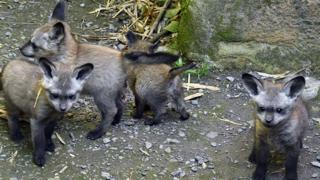 Bat-eared fox cubs born at Exmoor Zoo - BBC News