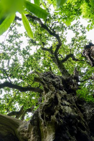 New map of ancient trees an opportunity for conservation - BBC News