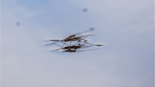 Nature crisis: 'Insect apocalypse' more complicated than thought - BBC News