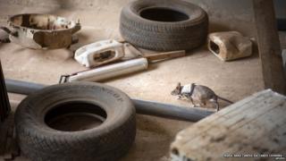 Rats to the rescue! Backpack-wearing rodents could help earthquake ...