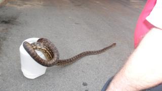Australian woman wakes to 5m python surprise - BBC News