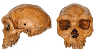 Three human-like species lived side-by-side in ancient Africa - BBC News