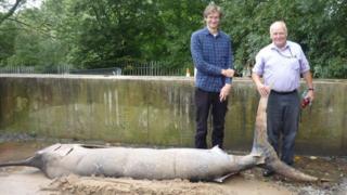 Blue marlin found at Freshwater East goes on display - BBC News