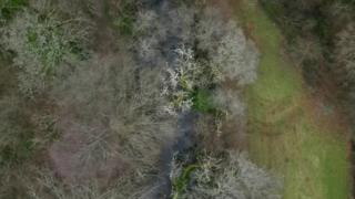 Temperate rainforest restoration project to begin in Cornwall - BBC News