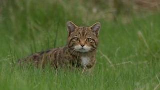 Most 'best quality wildcats' in Angus Glens - BBC News