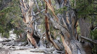 Trees across the world that live for centuries - BBC Newsround
