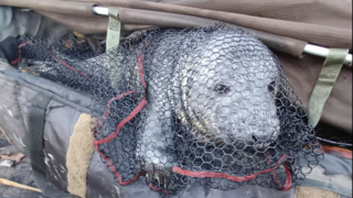 'Surprised' angler nets seal 20 miles from the sea at Horning - BBC News