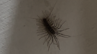 Lancashire woman finds rare venomous centipede in flat - BBC News