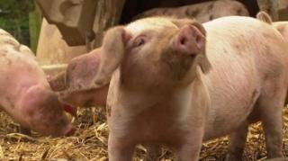 Farmer urges action to save rare British Lop pigs - BBC News