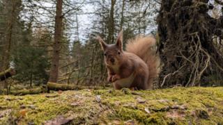 Urgent calls to prevent the extinction of red squirrels - BBC News