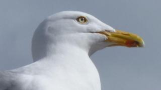 Gull put down after suspected crossbow attack in Stranraer - BBC News