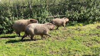 Escaped capybara 'probably living her best life' - BBC News