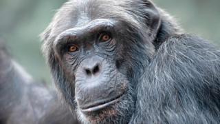 Chimpanzees - BBC News
