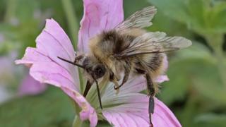 Rare bee sighting in Kent is a 'conservation success story' - BBC News