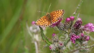 Rare bee sighting in Kent is a 'conservation success story' - BBC News