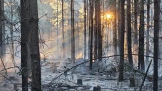Wildfires break out in New Forest and Yateley woods and heath - BBC News