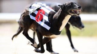 Wolverhampton move as century of greyhound racing ends at track - BBC News