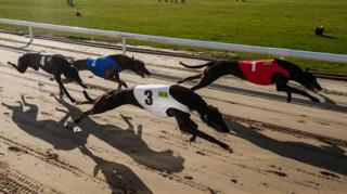 Greyhound racing ban in Wales faces legal challenge in court - BBC News