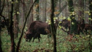 Bison bridges: Kent project to be UK first - BBC Newsround