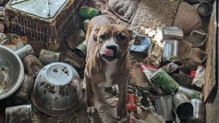 RSPCA reports rise in number of neglected pets in South West - BBC News