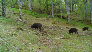 Scotland's wild boar numbers to rise 60% in 50 years - experts - BBC News