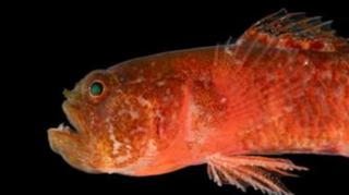 Are you as grumpy as this fish? - BBC Newsround