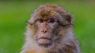 Stoke-on-Trent monkey in 'world first' gene research project - BBC News