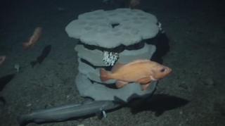 Corals growing on North Sea oil rigs rehomed on artificial reef - BBC News