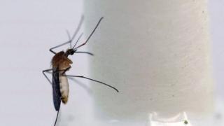 Climate change: Future disease risk from mosquitos in Scotland - BBC News