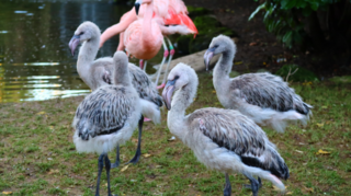 Ten flamingos have a new home to help breeding - BBC Newsround