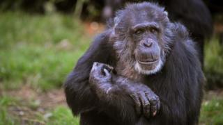 Chimpanzees - BBC News