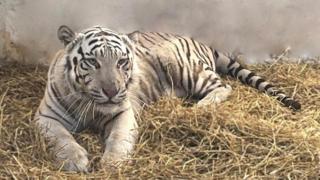 Tiger conservation - BBC News