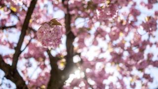 Whitchurch children plant cherry tree to remember Holocaust - BBC News