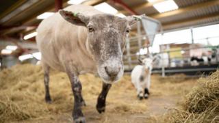 What became of Britain's 'loneliest' sheep Fiona? - BBC News