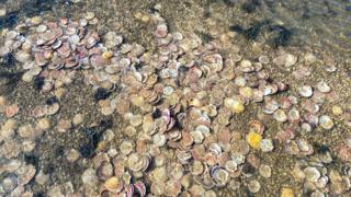 About 250,000 native oysters released into Humber Estuary - BBC News