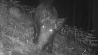 Scotland's wild boar numbers to rise 60% in 50 years - experts - BBC News