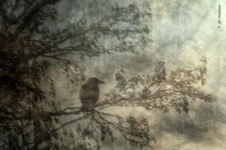 Wildlife Photographer of the Year 2025: This year's winners - BBC Newsround