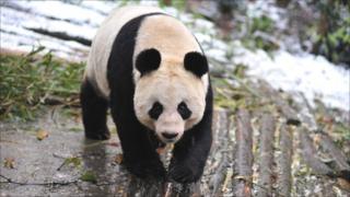 Panda deal clinched by Edinburgh Zoo - BBC News
