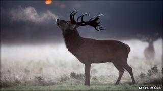 Effects of weather on red deer studied by UHI - BBC News