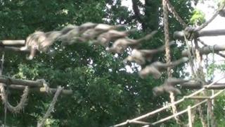 Gibbons' extraordinary jumps 'down to technique' - BBC News