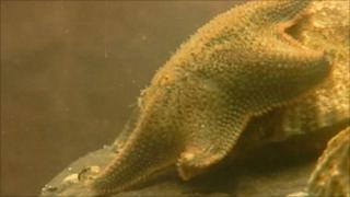 Limpet teeth set new strength record - BBC News