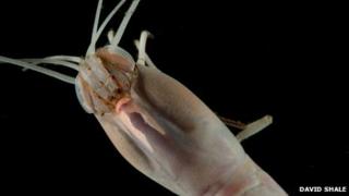 Deep-sea creatures at volcanic vent - BBC News