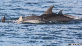 Bottlenose dolphins and basking sharks in Manx waters - BBC News