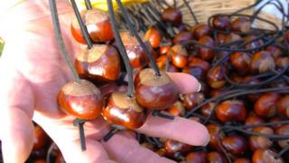 Newsround's smashing guide to the perfect conker! - BBC Newsround