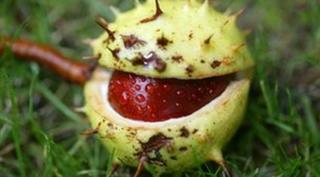 Newsround's smashing guide to the perfect conker! - BBC Newsround