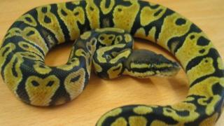 Couple 'shocked' after python found on toilet seat - BBC News