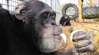 Wales Ape and Monkey Sanctuary: Pair give refuge to unwanted primates ...